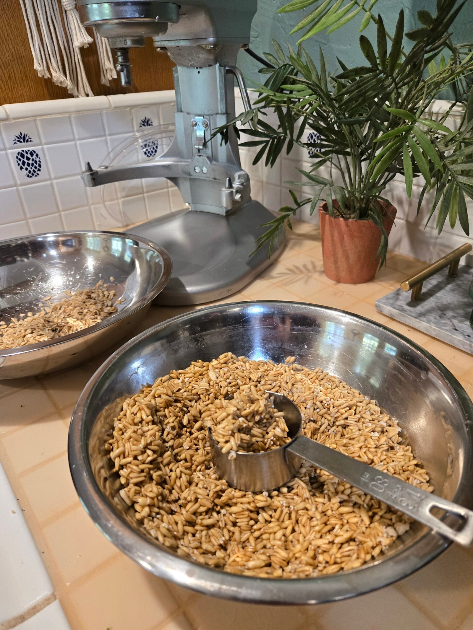 How To Make Rolled Oats - littlemagnoliahomestead.com